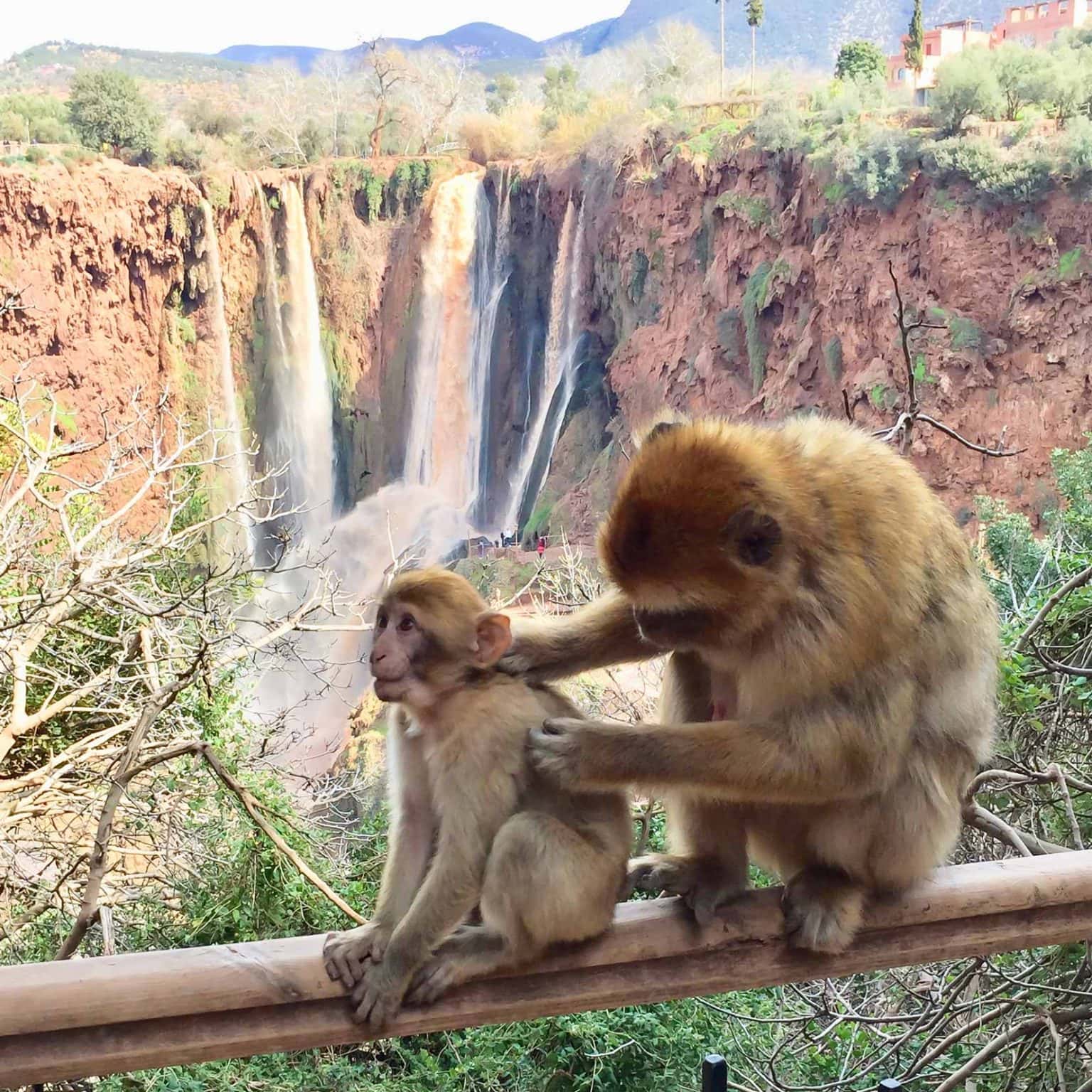 Ouzoud Falls Day Trip: Stunning Waterfalls and Wild Monkeys