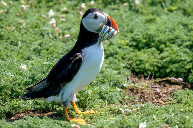 Visiting Skomer Island Puffins & Wildlife (Updated 2024)