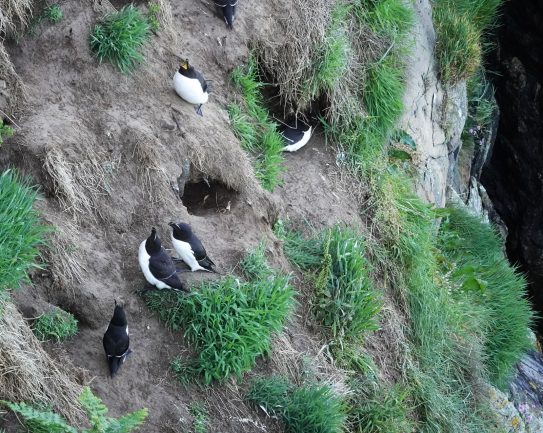 Visiting Skomer Island Puffins & Wildlife (Updated 2024)