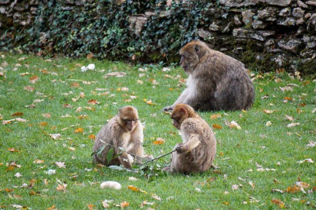 Marvellous Rocamadour Monkey Forest in France (inc. video)