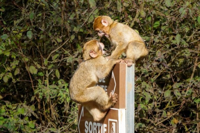 Marvellous Rocamadour Monkey Forest in France (inc. video)