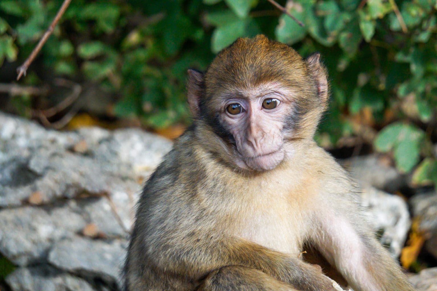 Marvellous Rocamadour Monkey Forest in France (inc. video)
