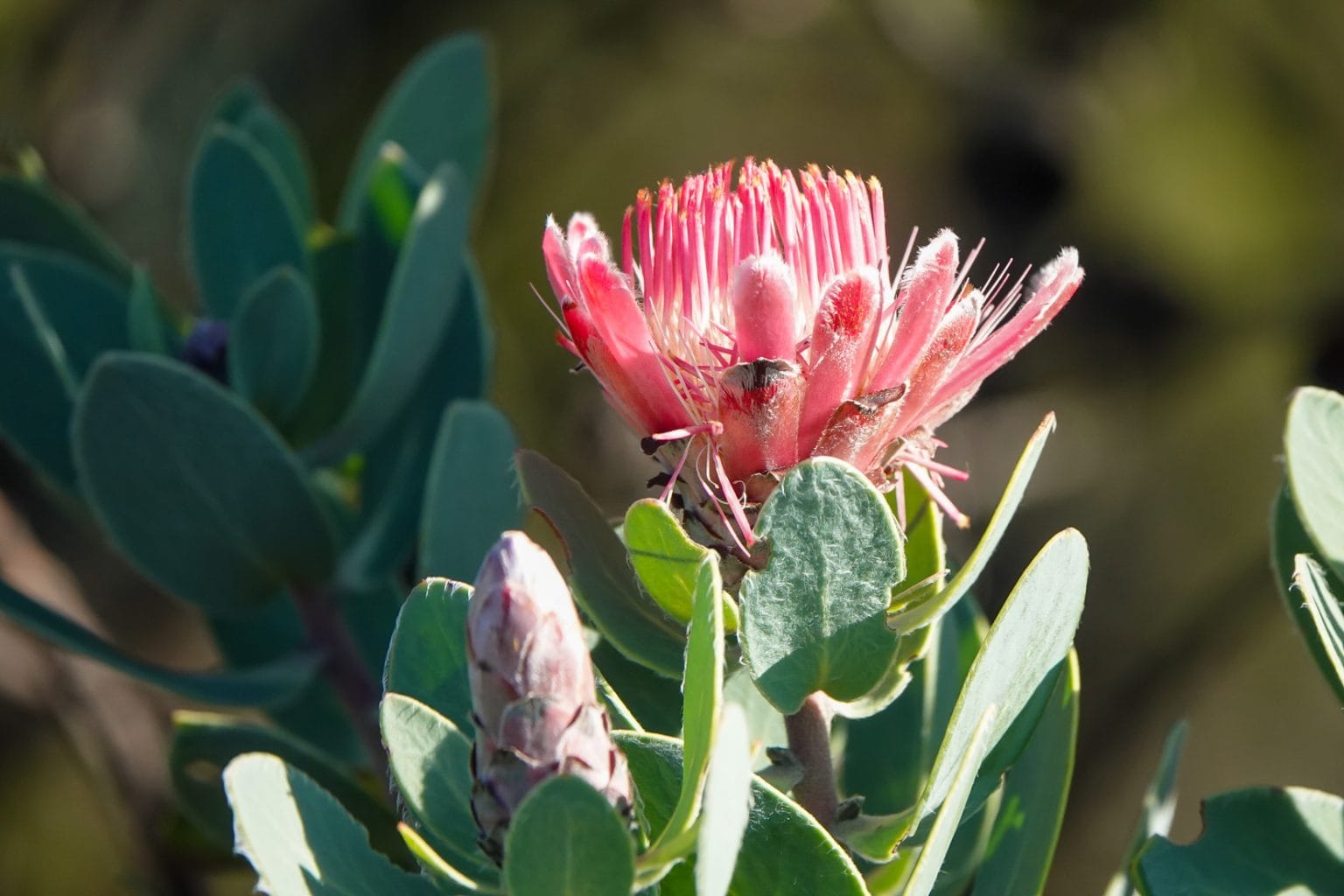 Is Prince Albert, SA, Worth Visiting? Here's 21 Things to Do