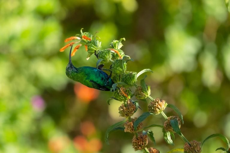 Is Prince Albert, SA, Worth Visiting? Here's 21 Things to Do