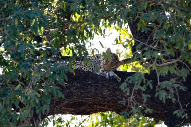 Kruger National Park Self Drive: Your Ultimate Guide (videos inc ...