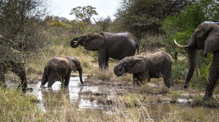 Animals in Kruger National Park: A Safari Adventure