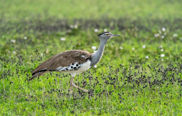 Birds in Kruger National Park - Winged Wonders