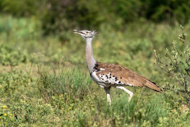 Birds in Kruger National Park - Winged Wonders