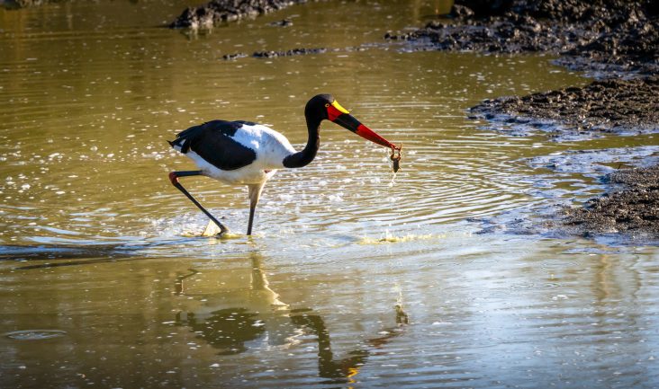 Birds in Kruger National Park - Winged Wonders
