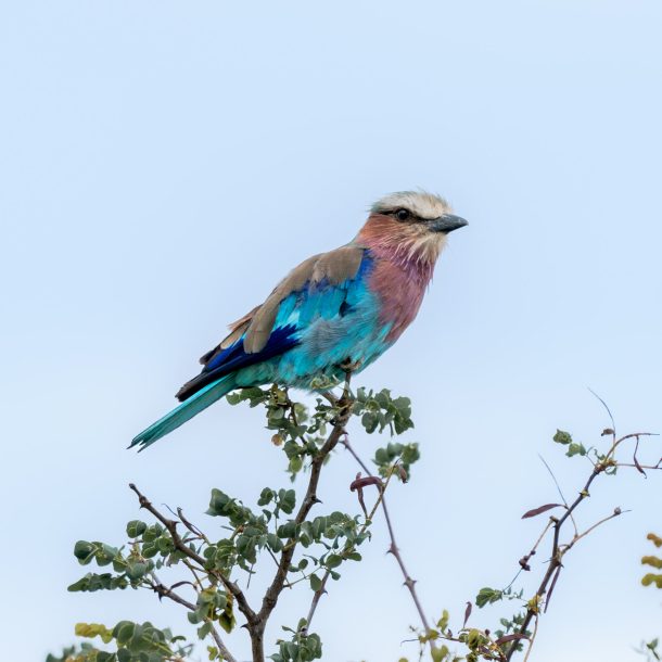 16 Common Birds in South Africa: Beautiful Photos