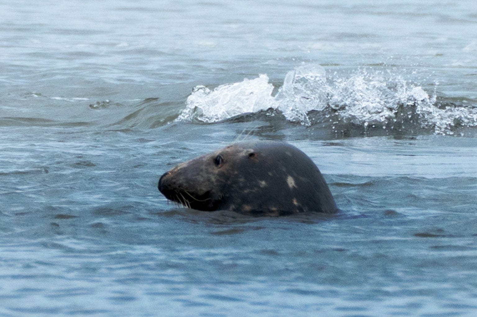 Newburgh Seal Beach: Discovering Scotland's Wildlife