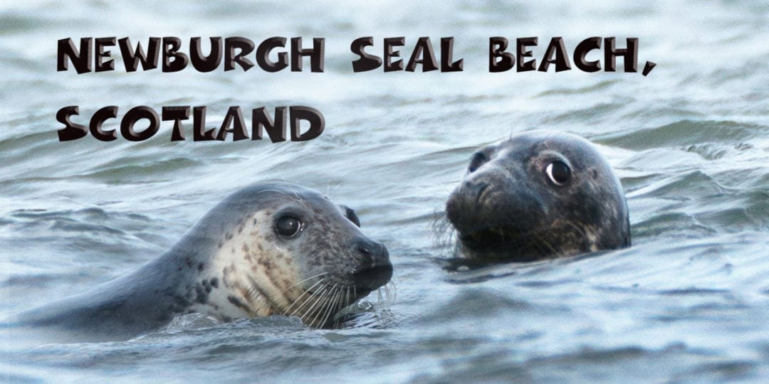 Newburgh Seal Beach: Discovering Scotland's Wildlife