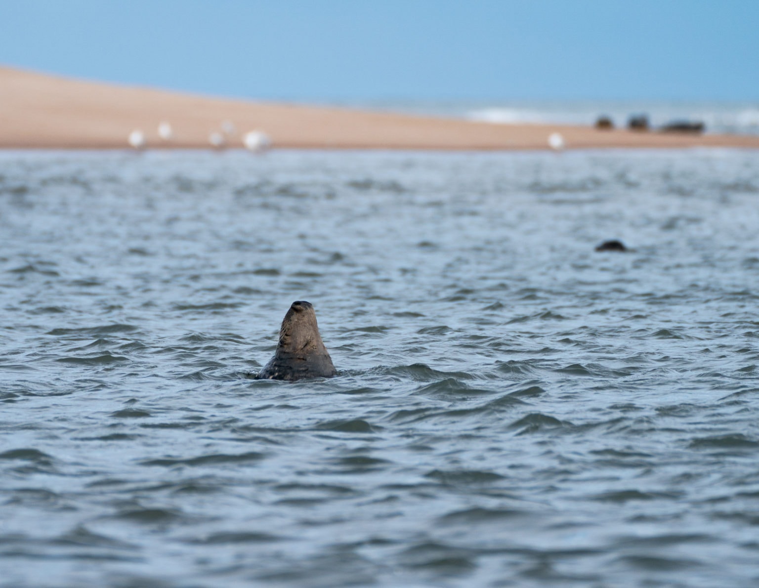 Newburgh Seal Beach: Discovering Scotland's Wildlife