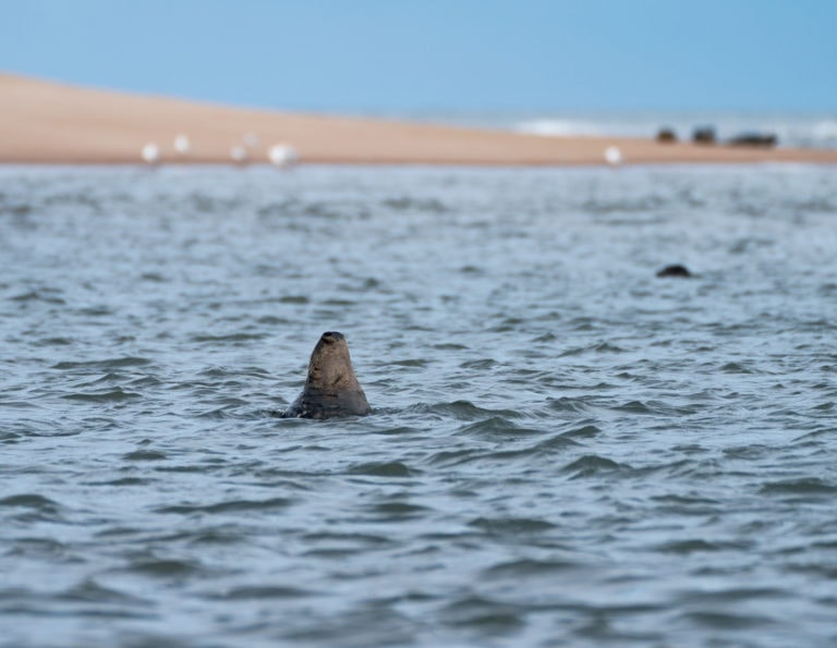 Newburgh Seal Beach: Discovering Scotland's Wildlife