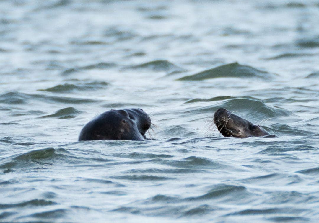 Newburgh Seal Beach: Discovering Scotland's Wildlife