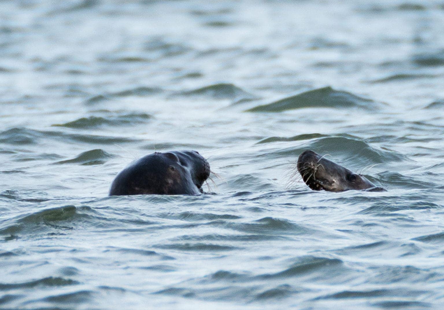 Newburgh Seal Beach: Discovering Scotland's Wildlife
