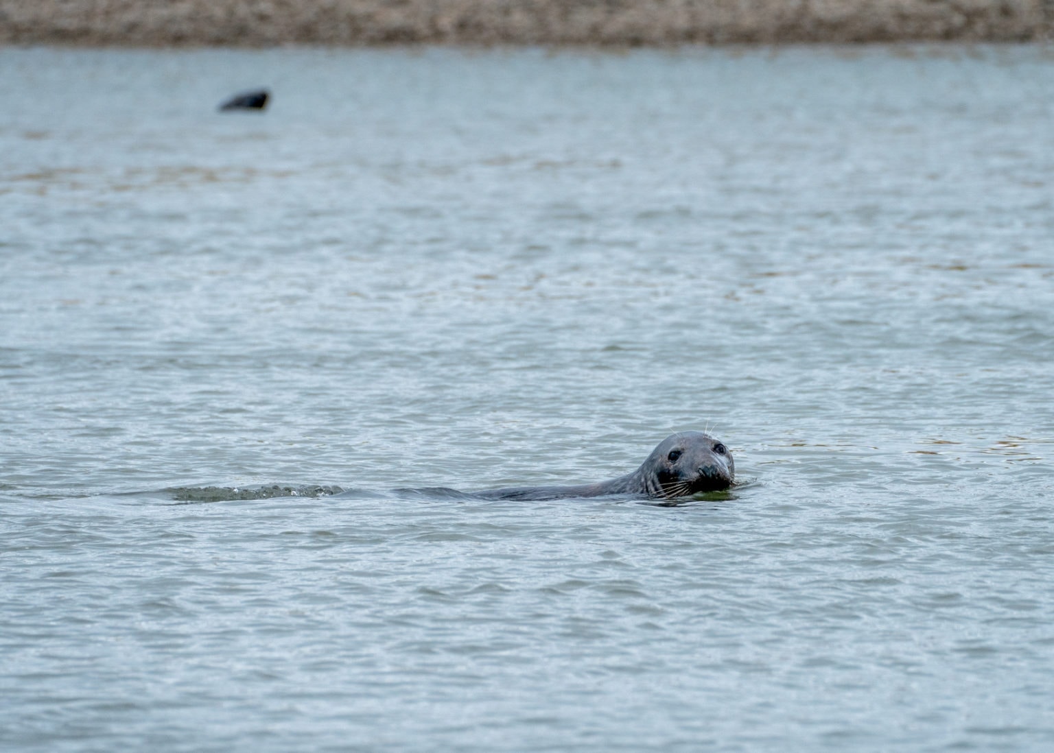 Newburgh Seal Beach: Discovering Scotland's Wildlife