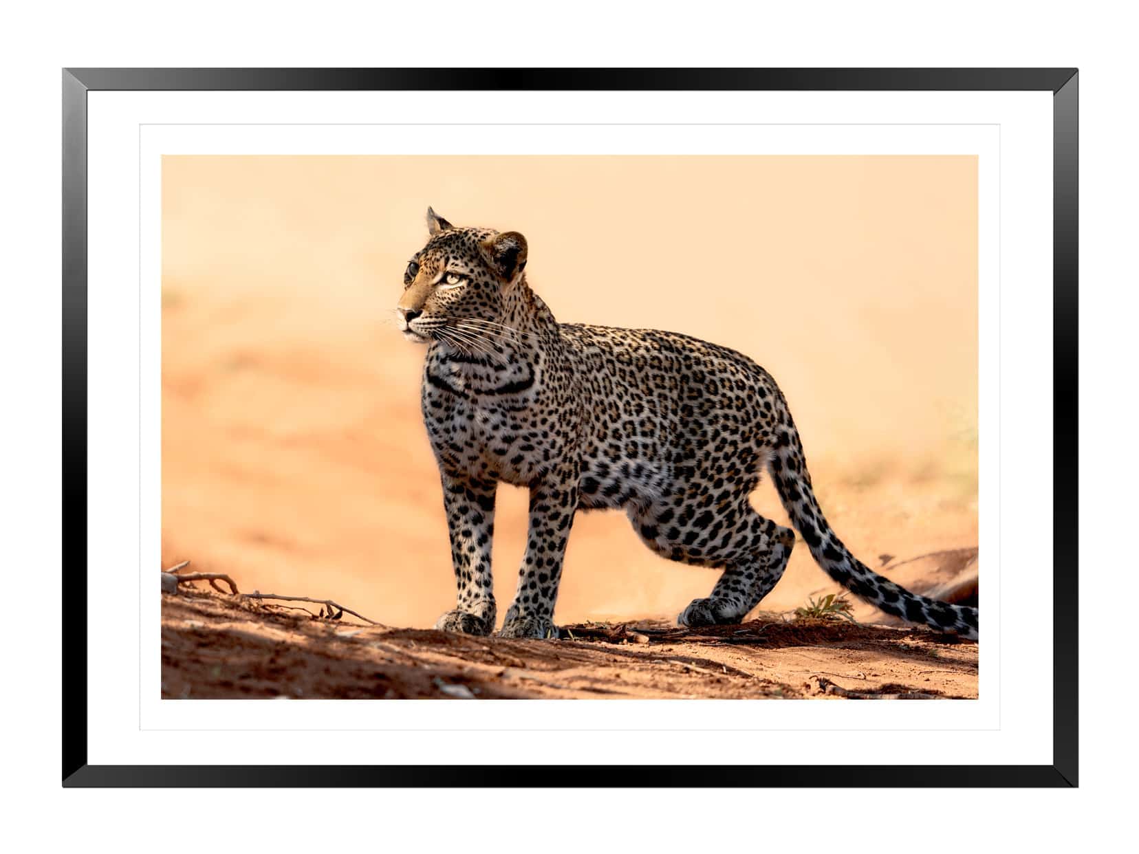 Animal Encounters - Lifejourney4two