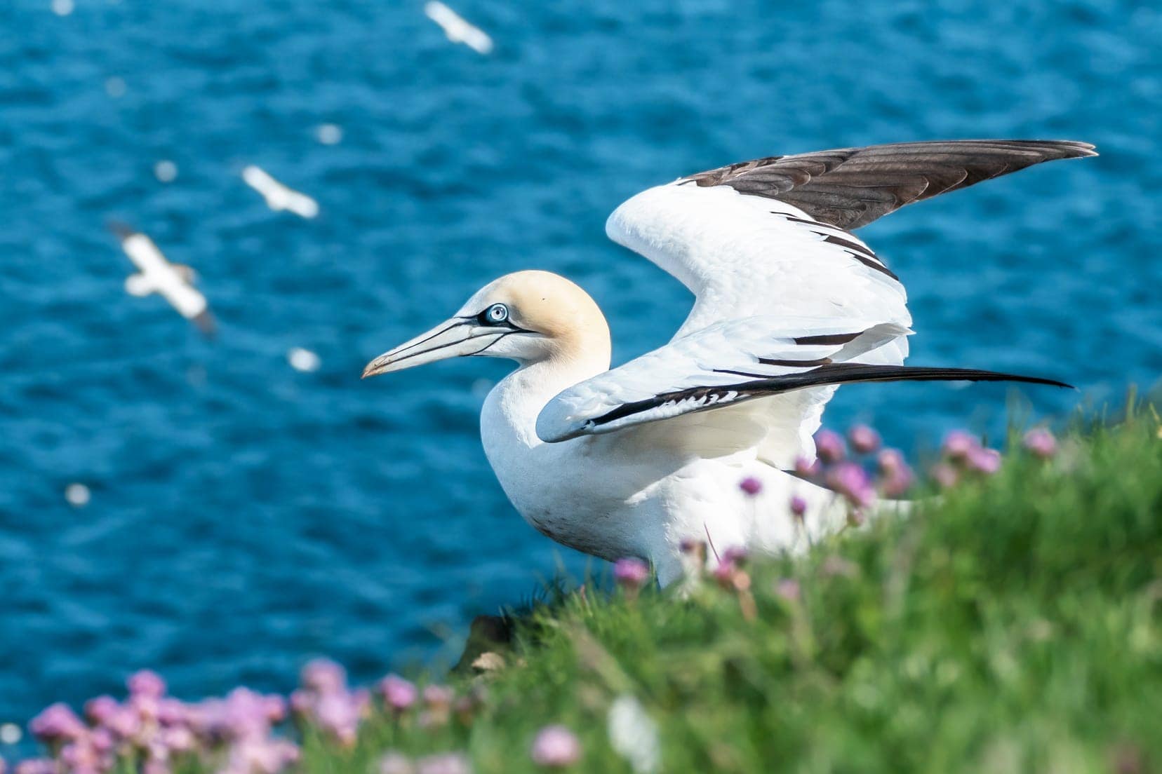 Troup Head Nature Reserve: Gannets Galore