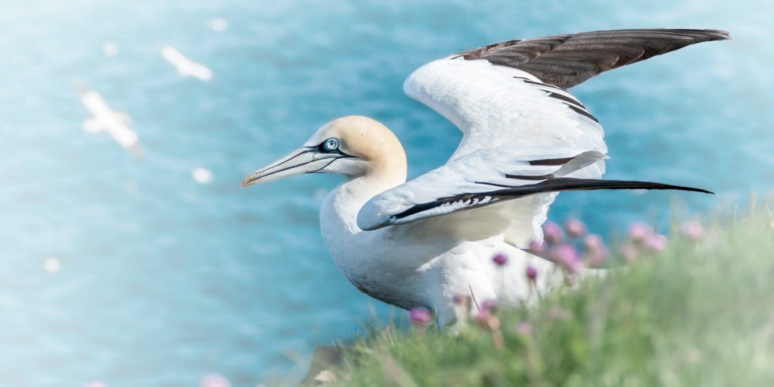 Troup Head Nature Reserve: Gannets Galore