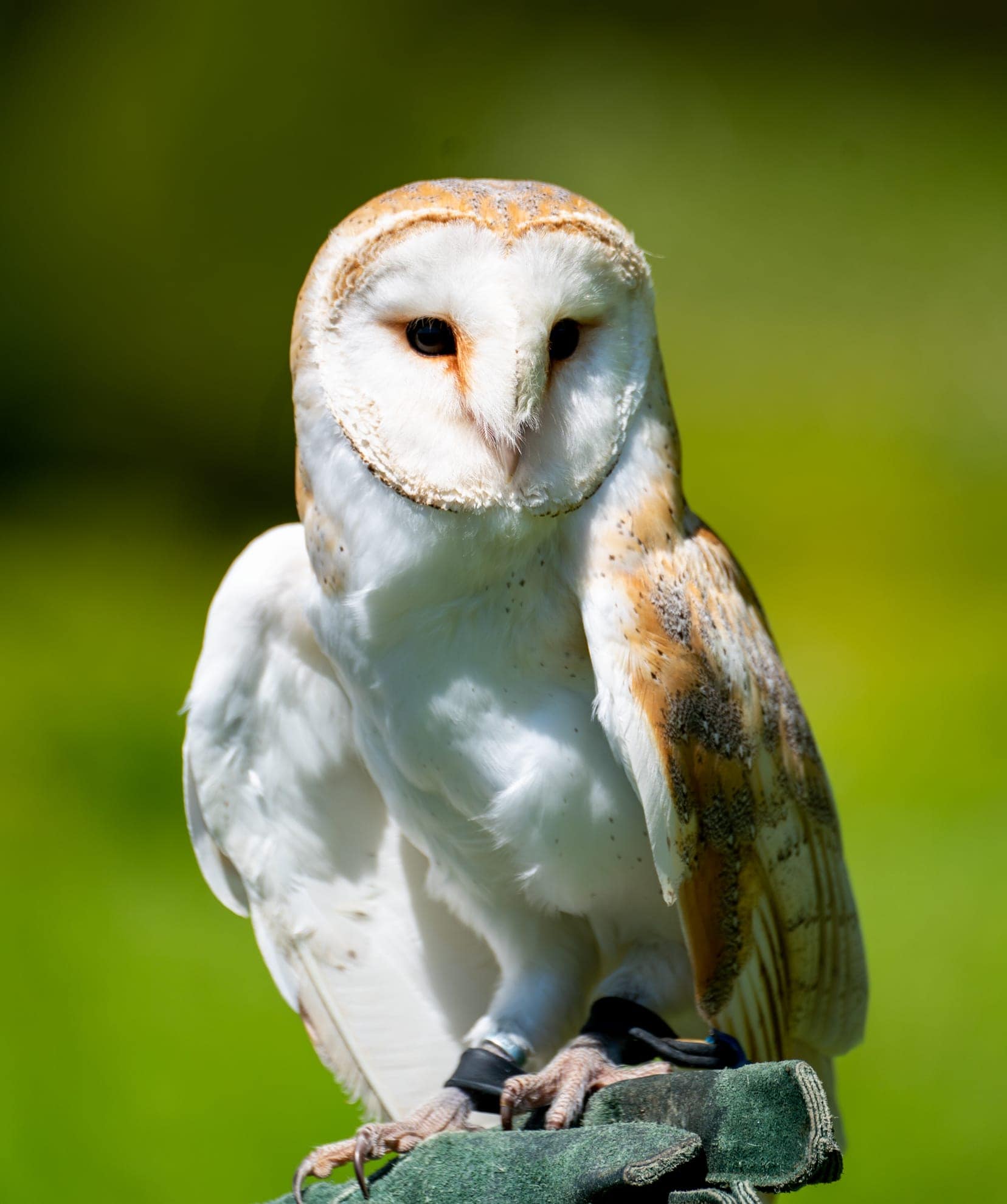 Dunrobin Castle Falconry: Feathers and Flair