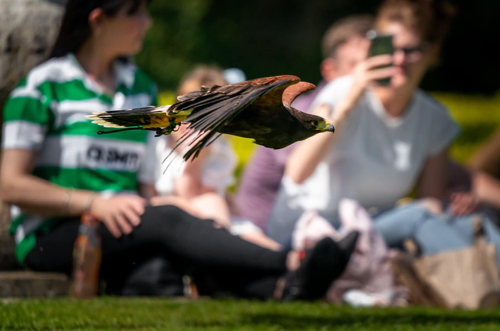 Dunrobin Castle Falconry: Feathers and Flair