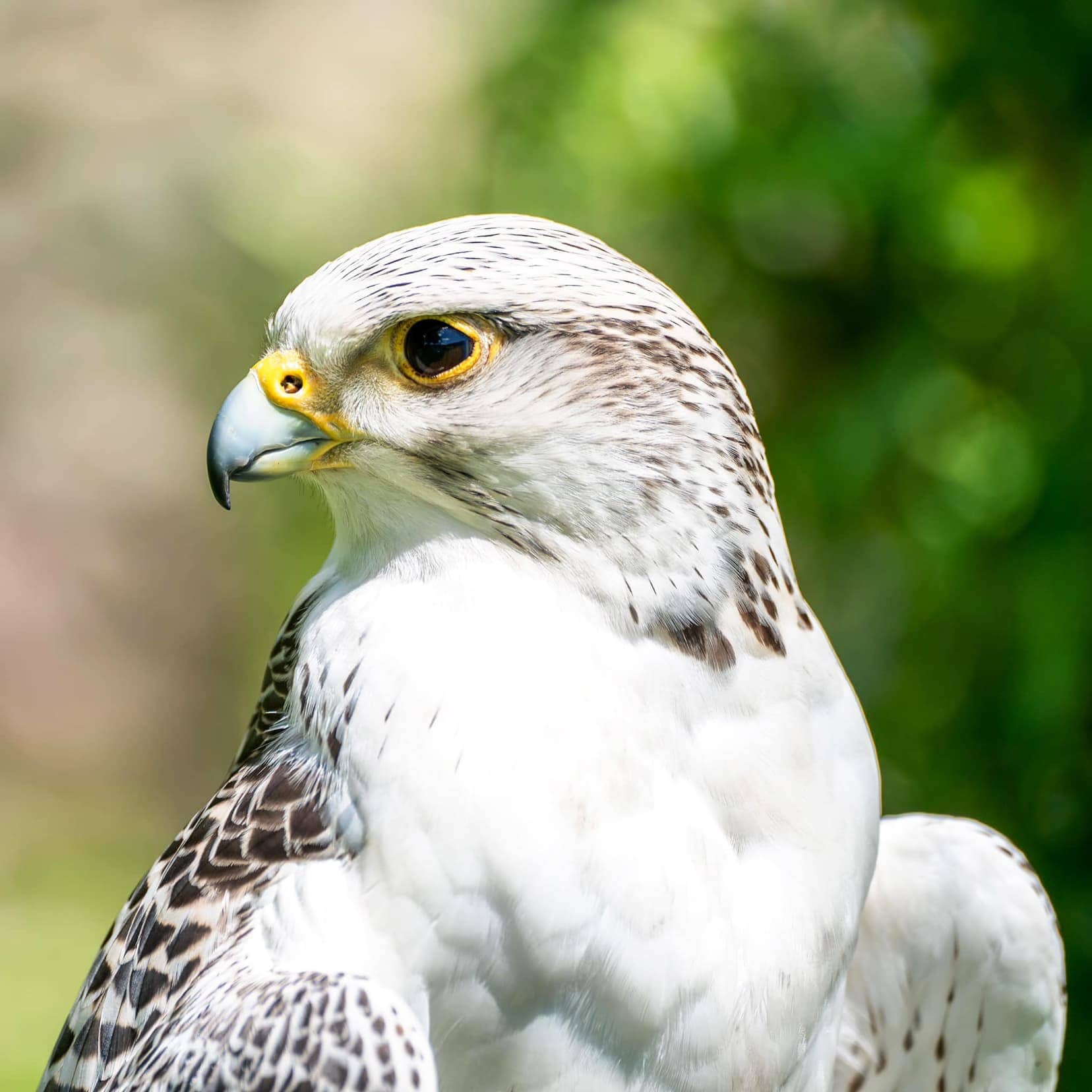 Dunrobin Castle Falconry: Feathers and Flair