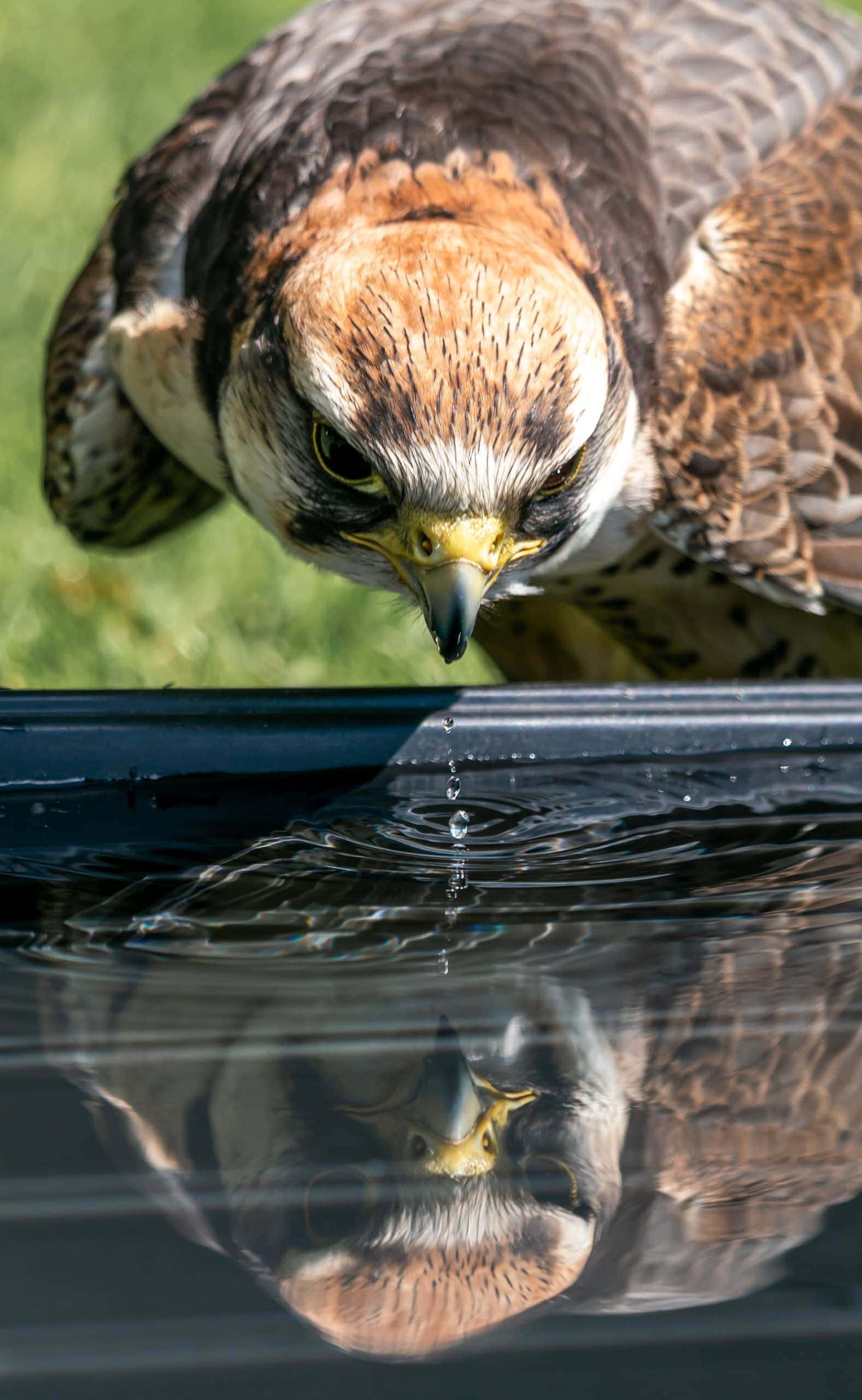 Dunrobin Castle Falconry: Feathers and Flair
