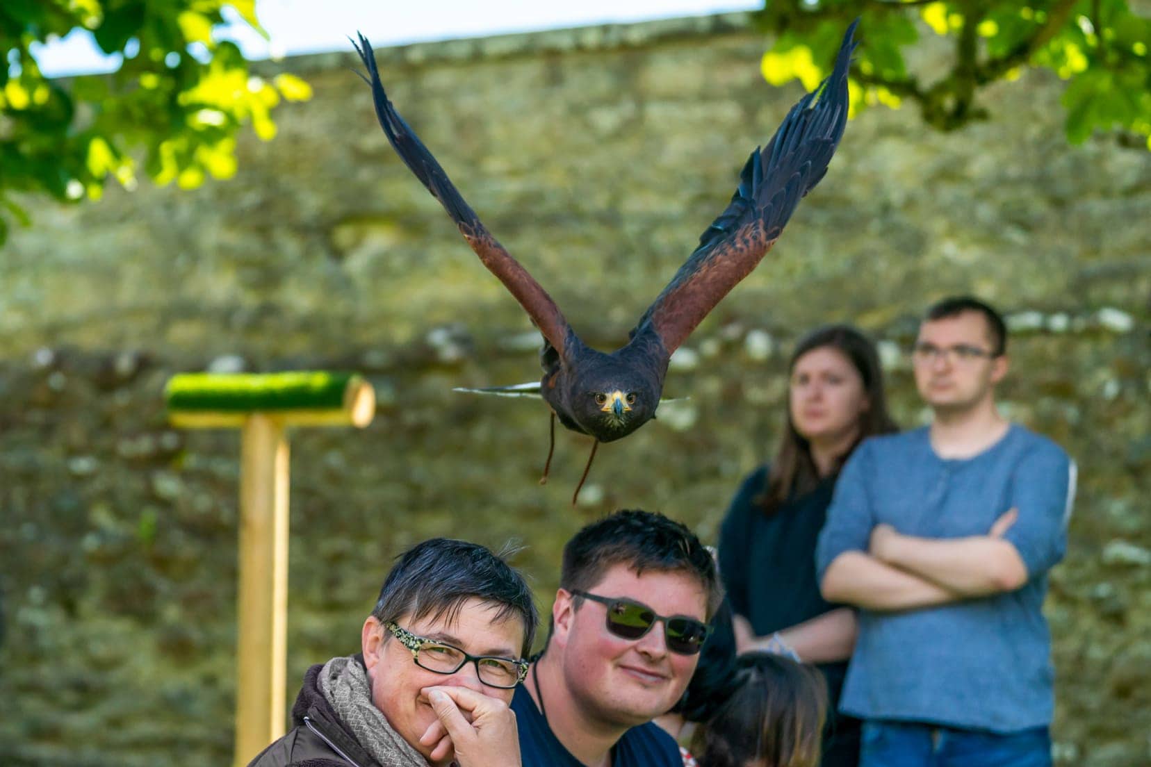 Dunrobin Castle Falconry: Feathers and Flair