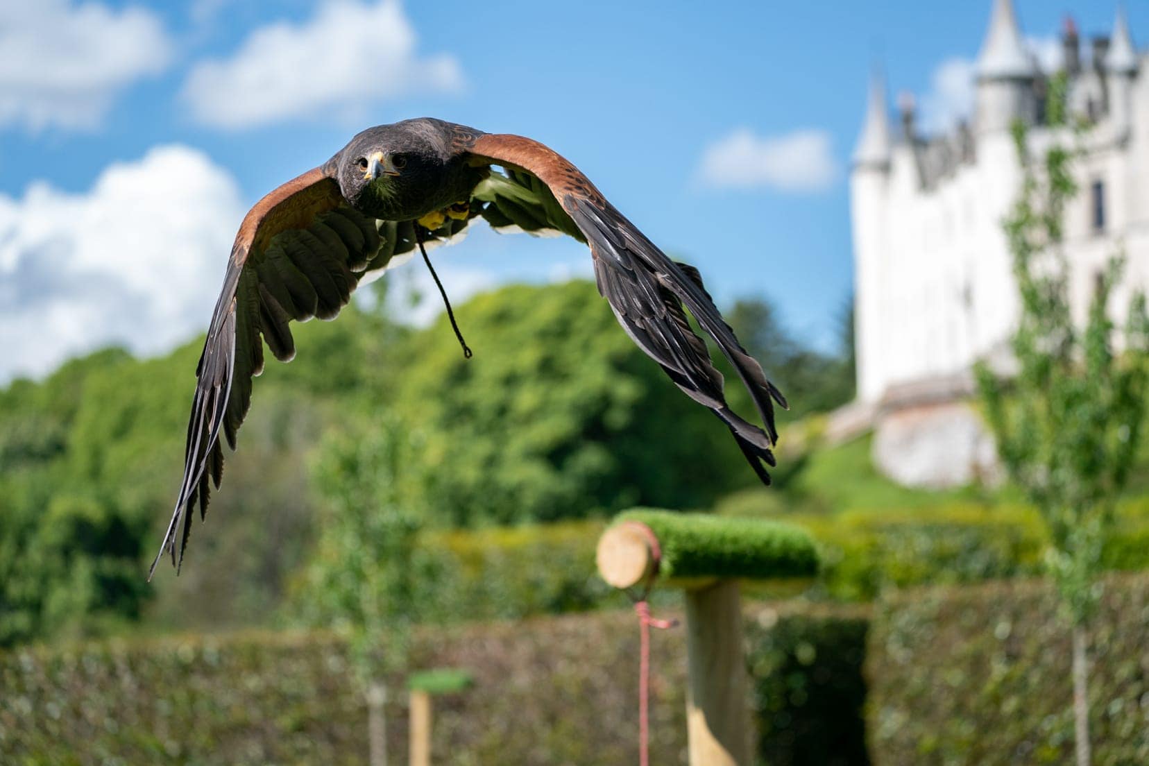 Dunrobin Castle Falconry: Feathers and Flair