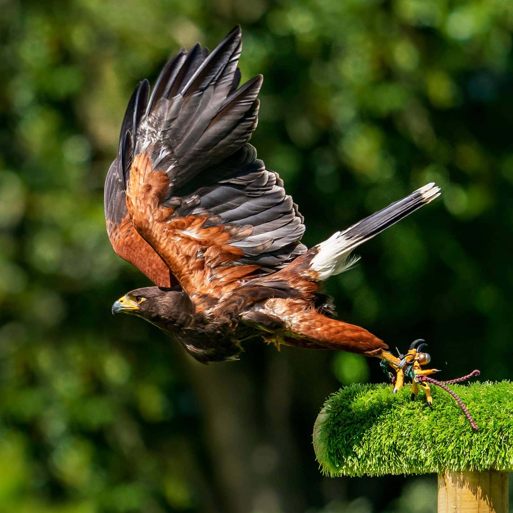Dunrobin Castle Falconry: Feathers and Flair