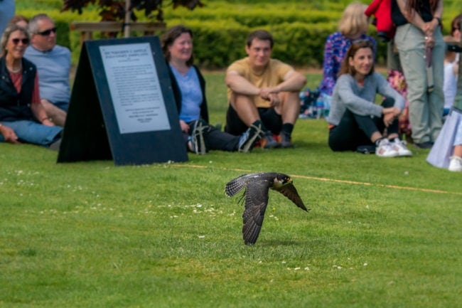 Dunrobin Castle Falconry: Feathers and Flair