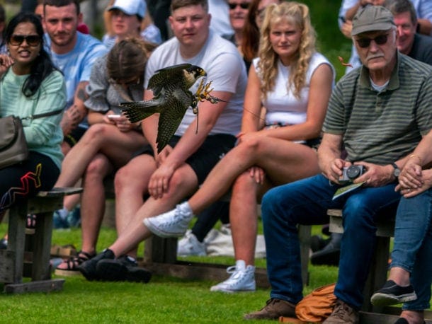 Dunrobin Castle Falconry: Feathers and Flair