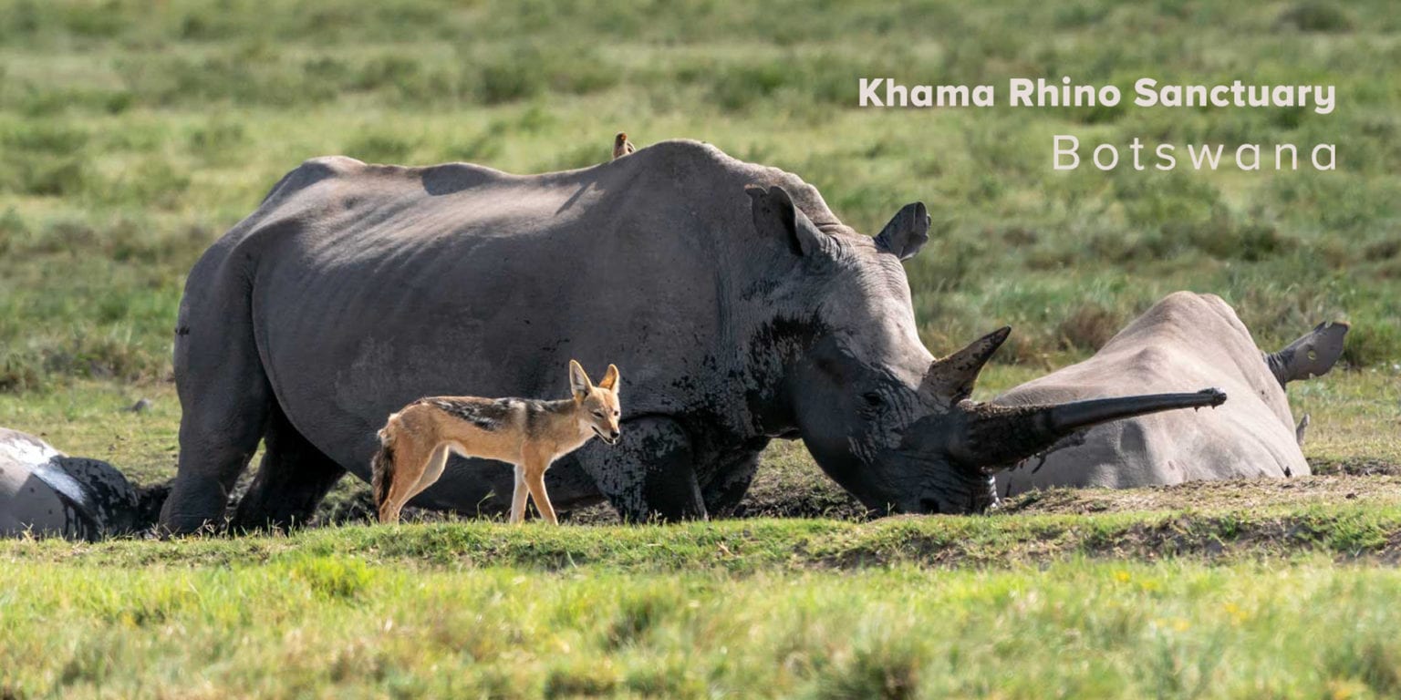 Khama Rhino Sanctuary Camp and Self-Drive Safari Guide