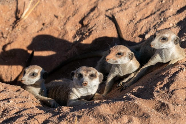 Kanaan Desert Retreat: Mountains & Meerkats