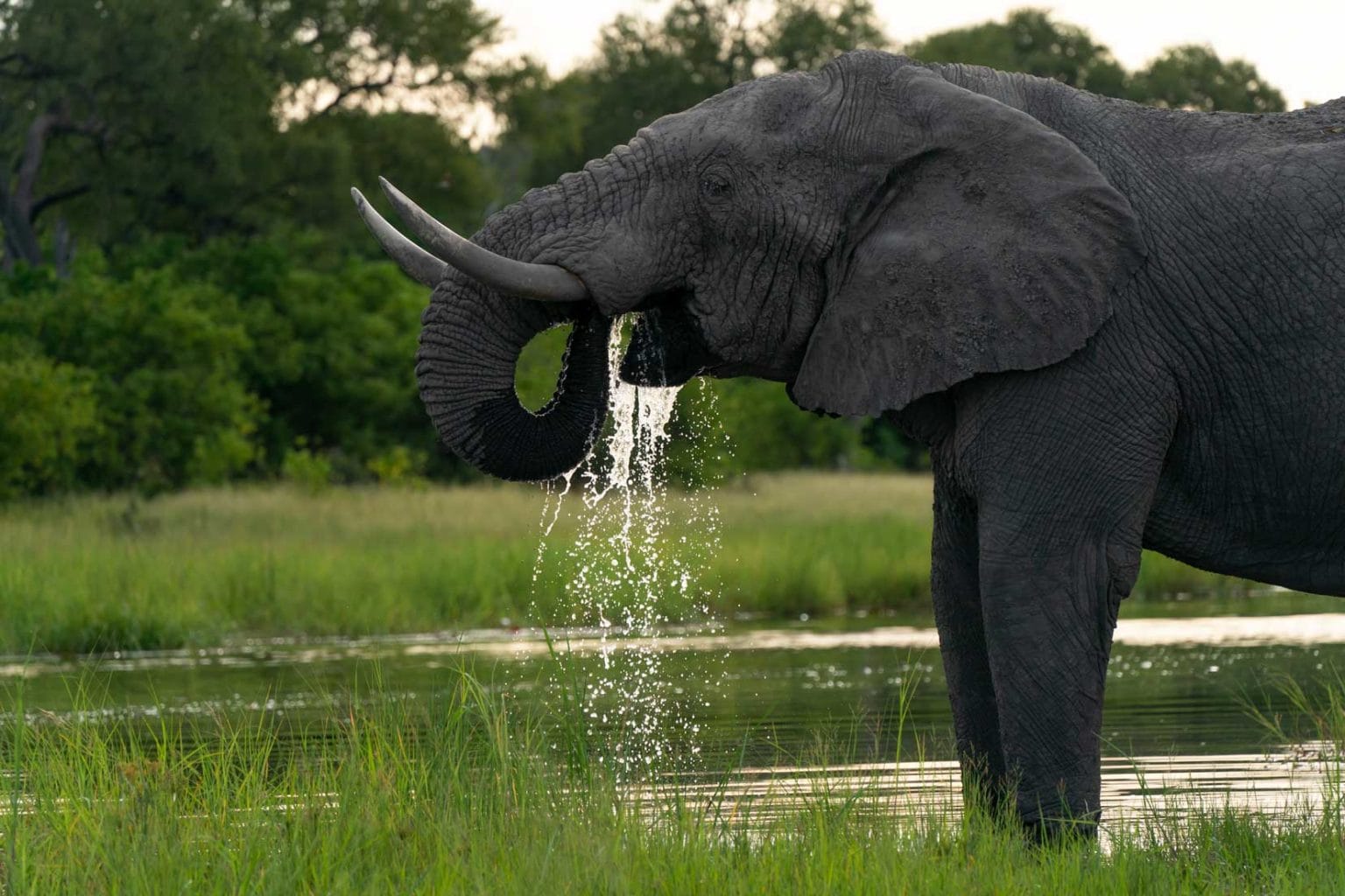 Khwai Concession: Best Camping and Self-drive Guide 2025