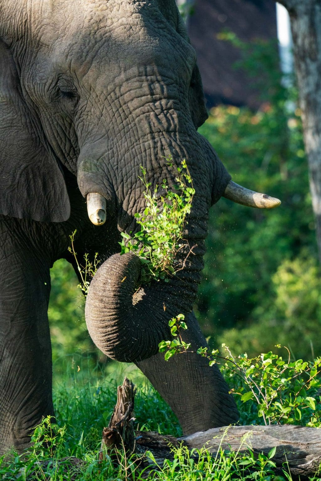 Moremi Game Reserve Camping and Self-Drive Safari