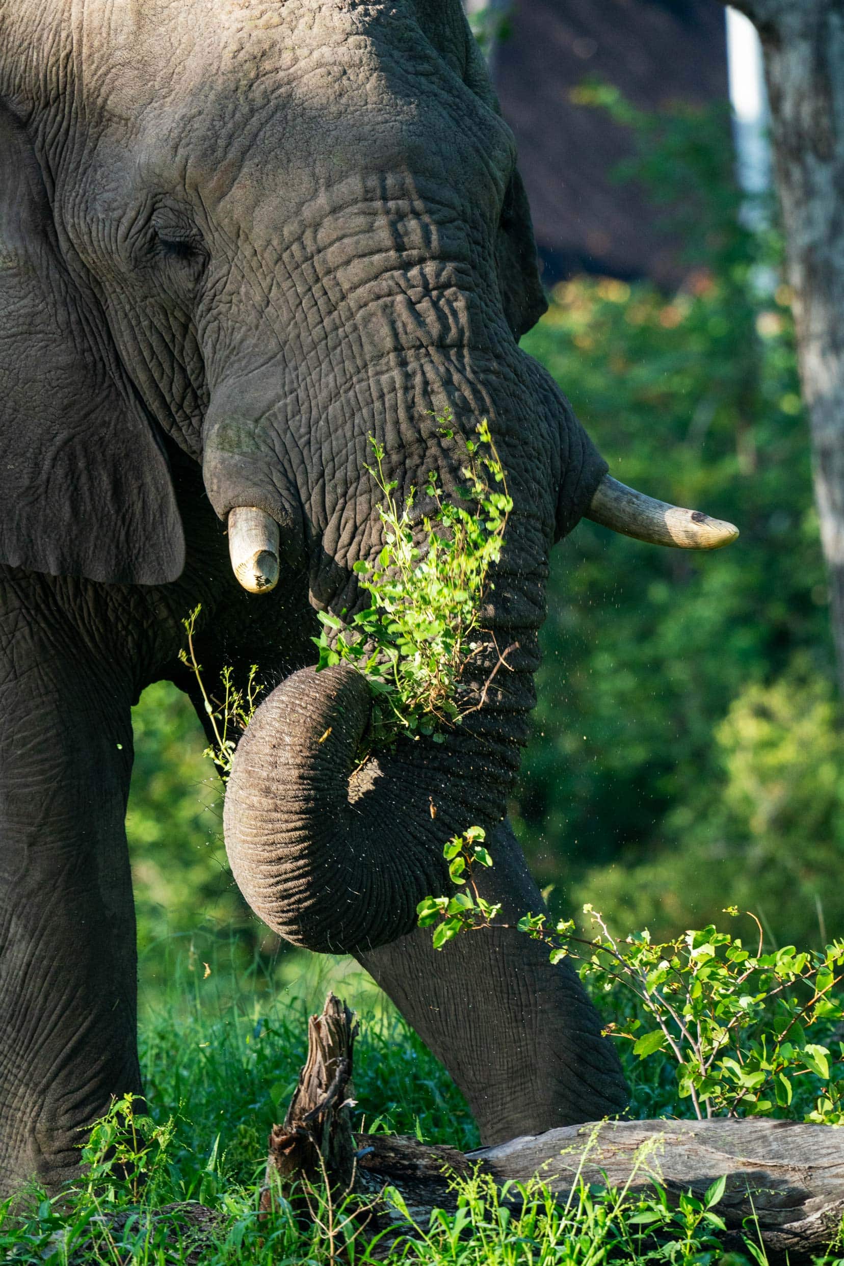 Moremi Game Reserve Camping and Self-Drive Safari