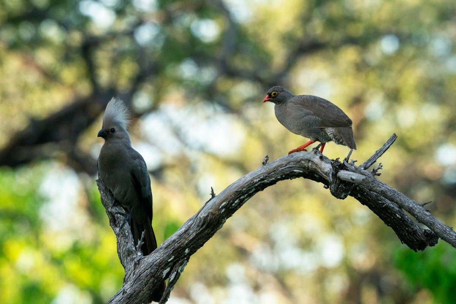 Moremi Game Reserve Camping and Self-Drive Safari