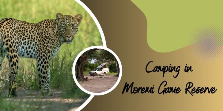 Moremi Game Reserve Camping and Self-Drive Safari