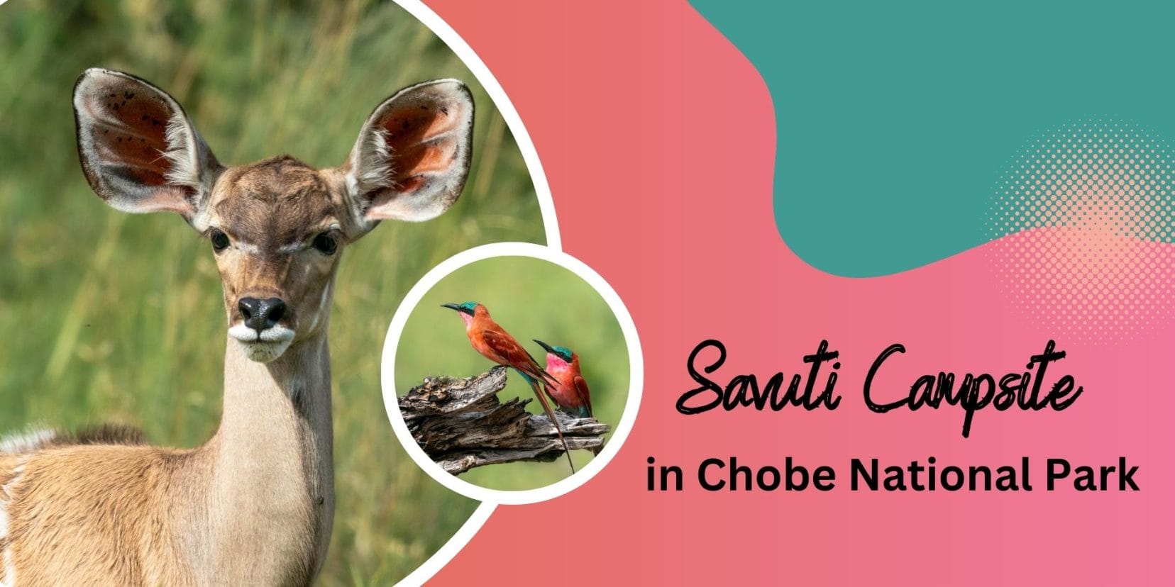 Savuti Campsite: Best Camping and Self-Drive Safari Guide