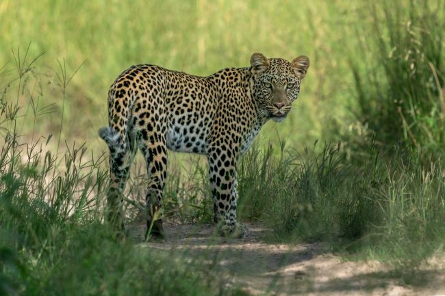 Moremi Game Reserve Camping and Self-Drive Safari