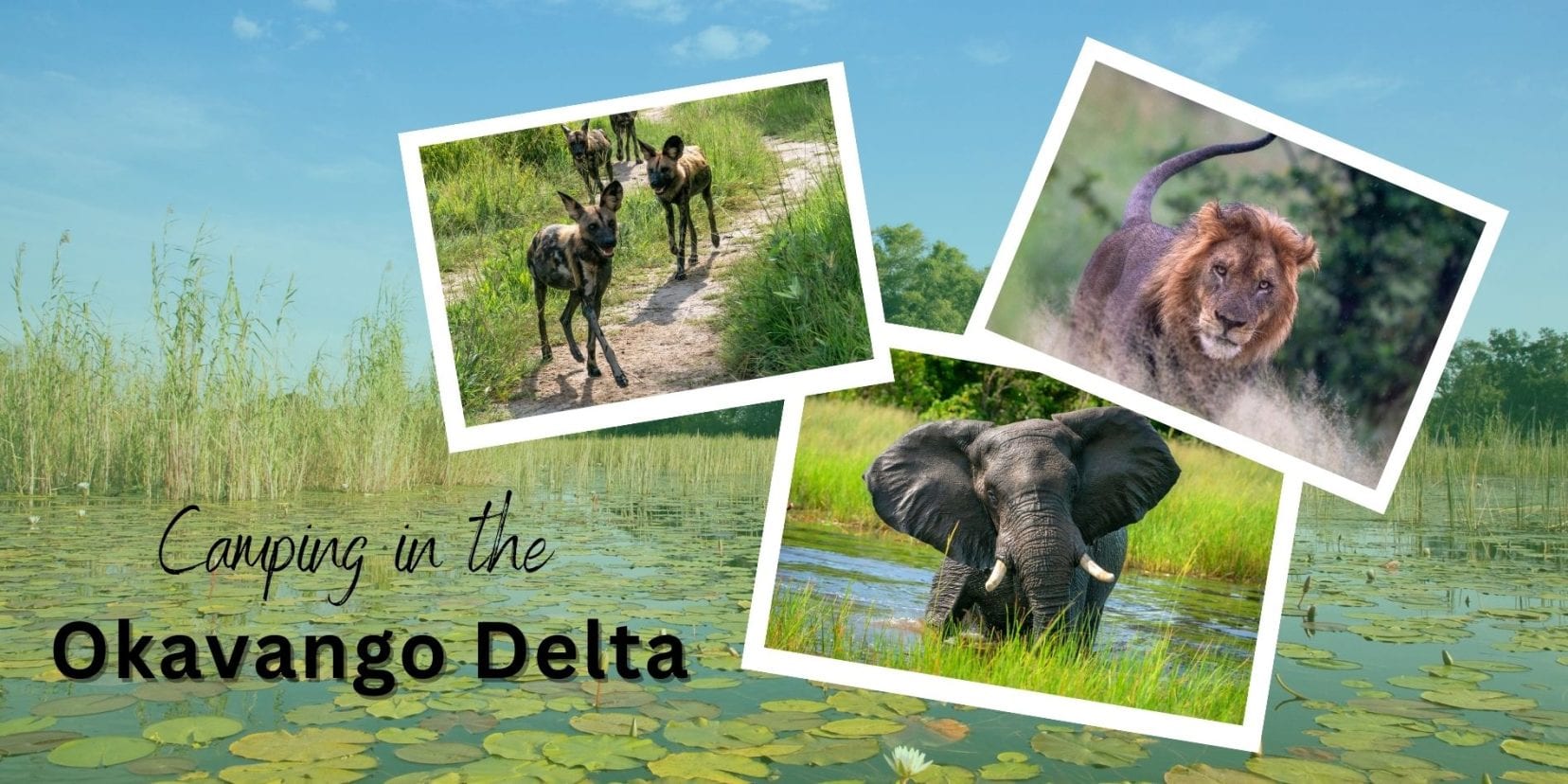 Camping in the Okavango Delta: Your Ultimate Guide