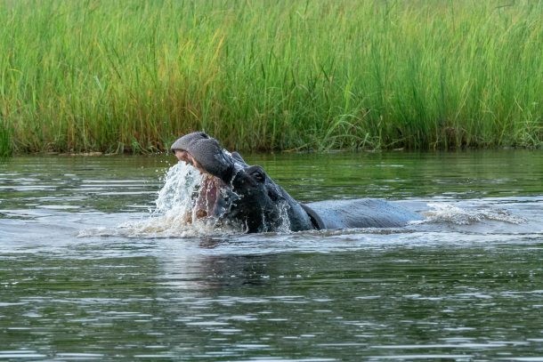 Camping in the Okavango Delta: Your Ultimate Guide
