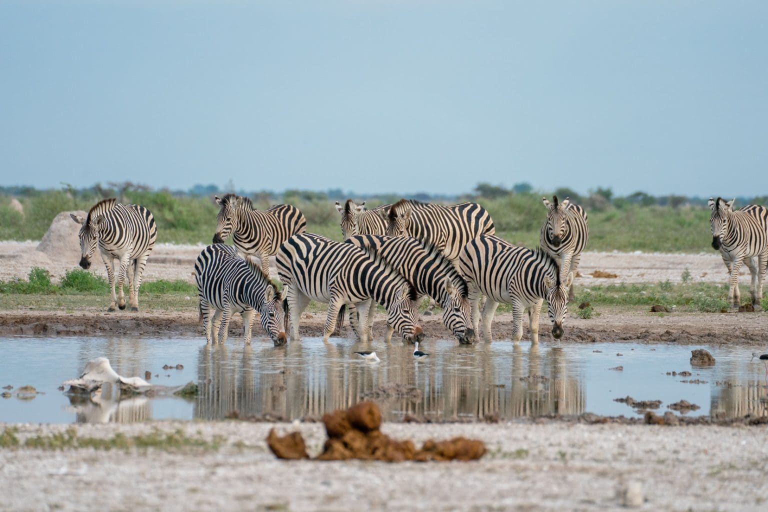 Botswana Self-Drive Itinerary: An Epic Safari 2024