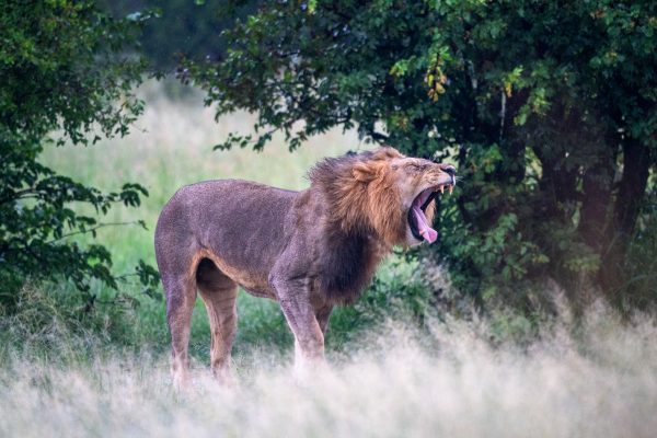 5 Best Maun Day Trips: From Wildlife to Local Life 2024