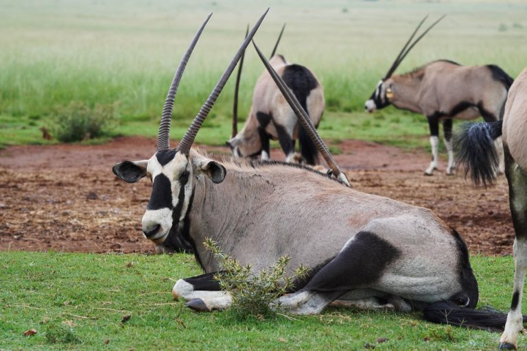 Rhino and Lion Nature Reserve: Guide to a Day at Bothongo