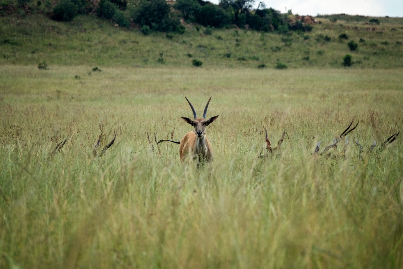 Rhino and Lion Nature Reserve: Guide to a Day at Bothongo