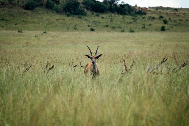 Rhino and Lion Nature Reserve: Guide to a Day at Bothongo