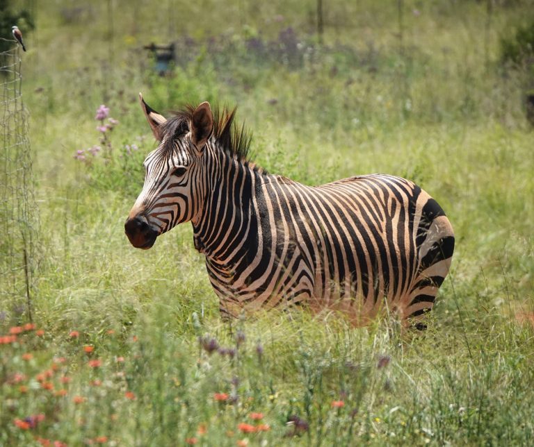 Rhino and Lion Nature Reserve: Guide to a Day at Bothongo